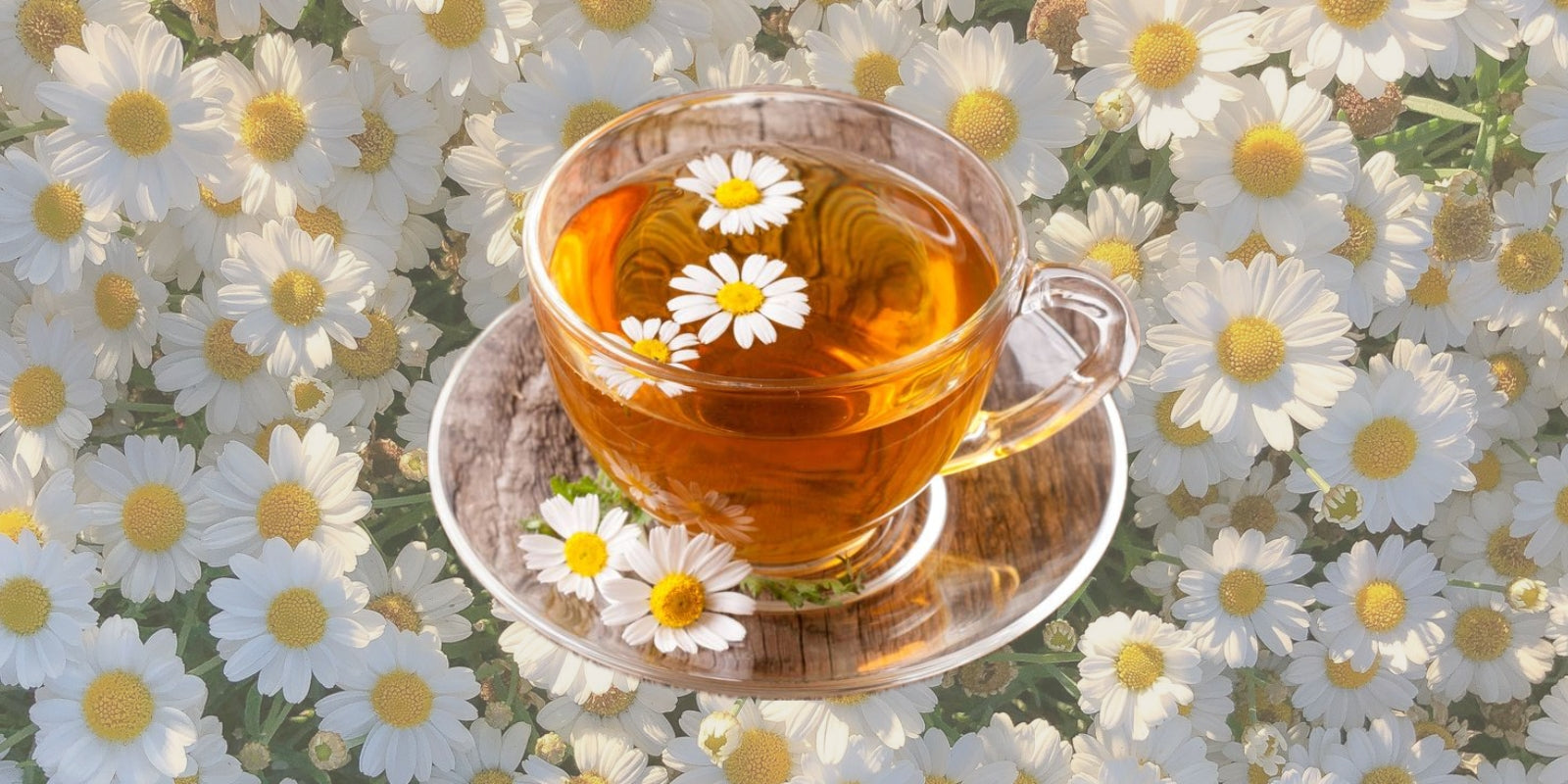 roman chamomile tea